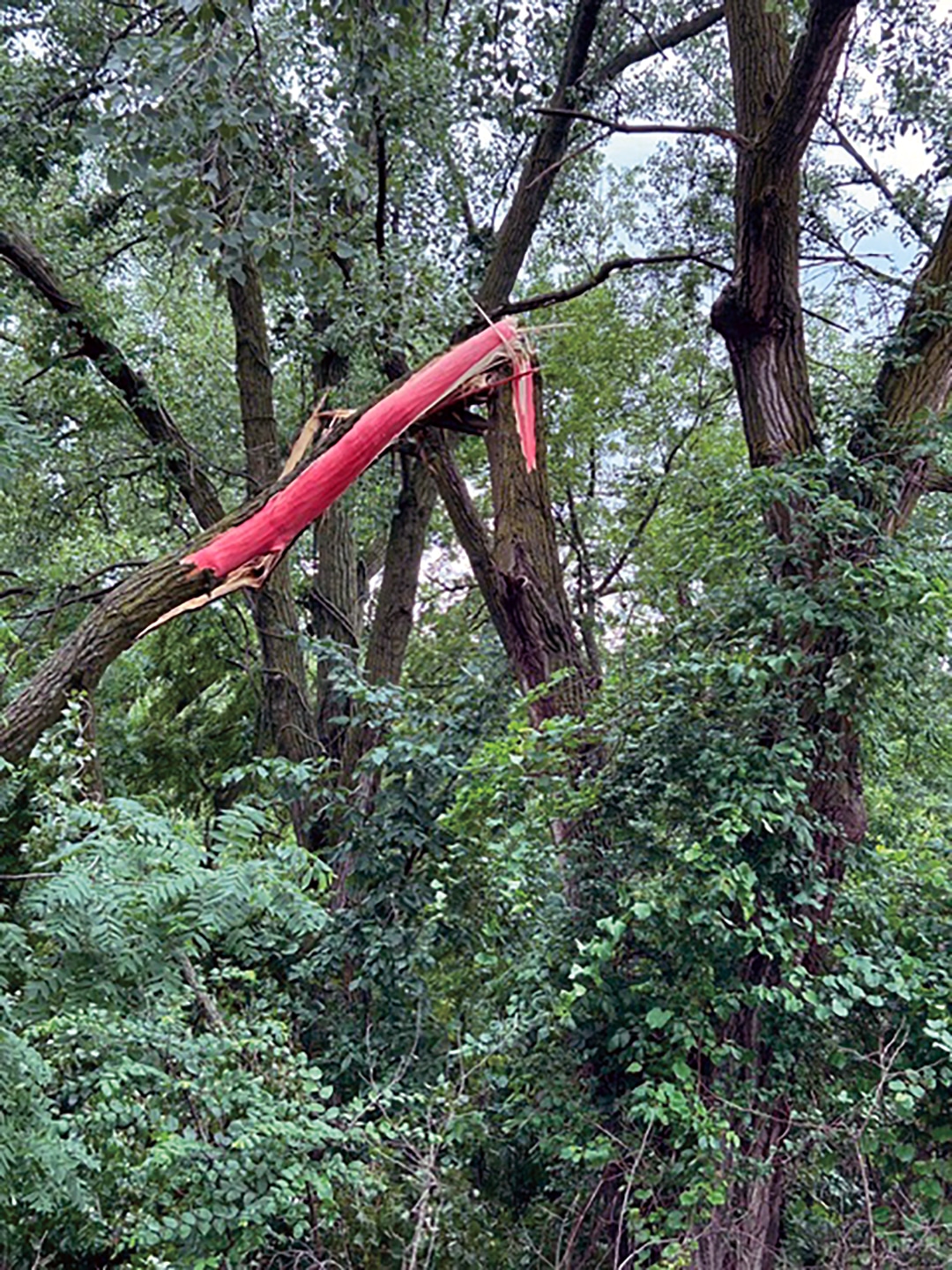 Why is the wood inside the bark red? - Times Vedette