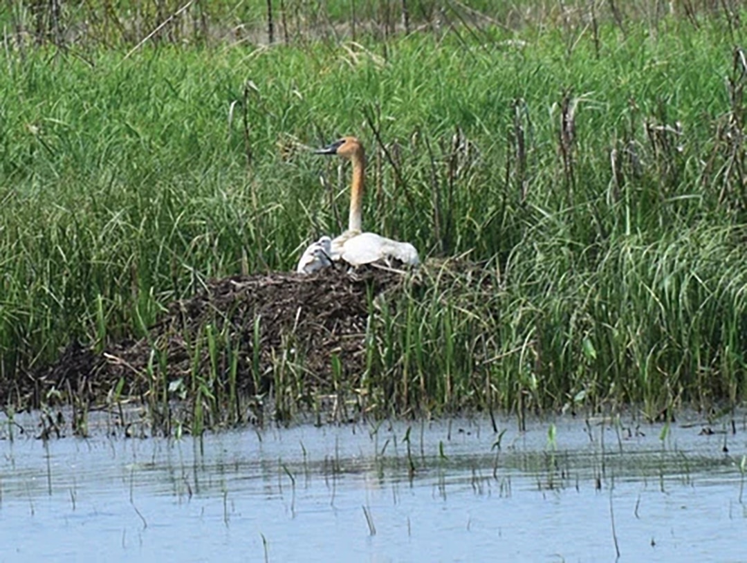 Icon of the wetlands, Iowa’s trumpeter swan population continues to ...